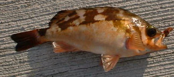 カサゴ・メバルの仲間 | 釣魚図鑑 | FFChiba_top